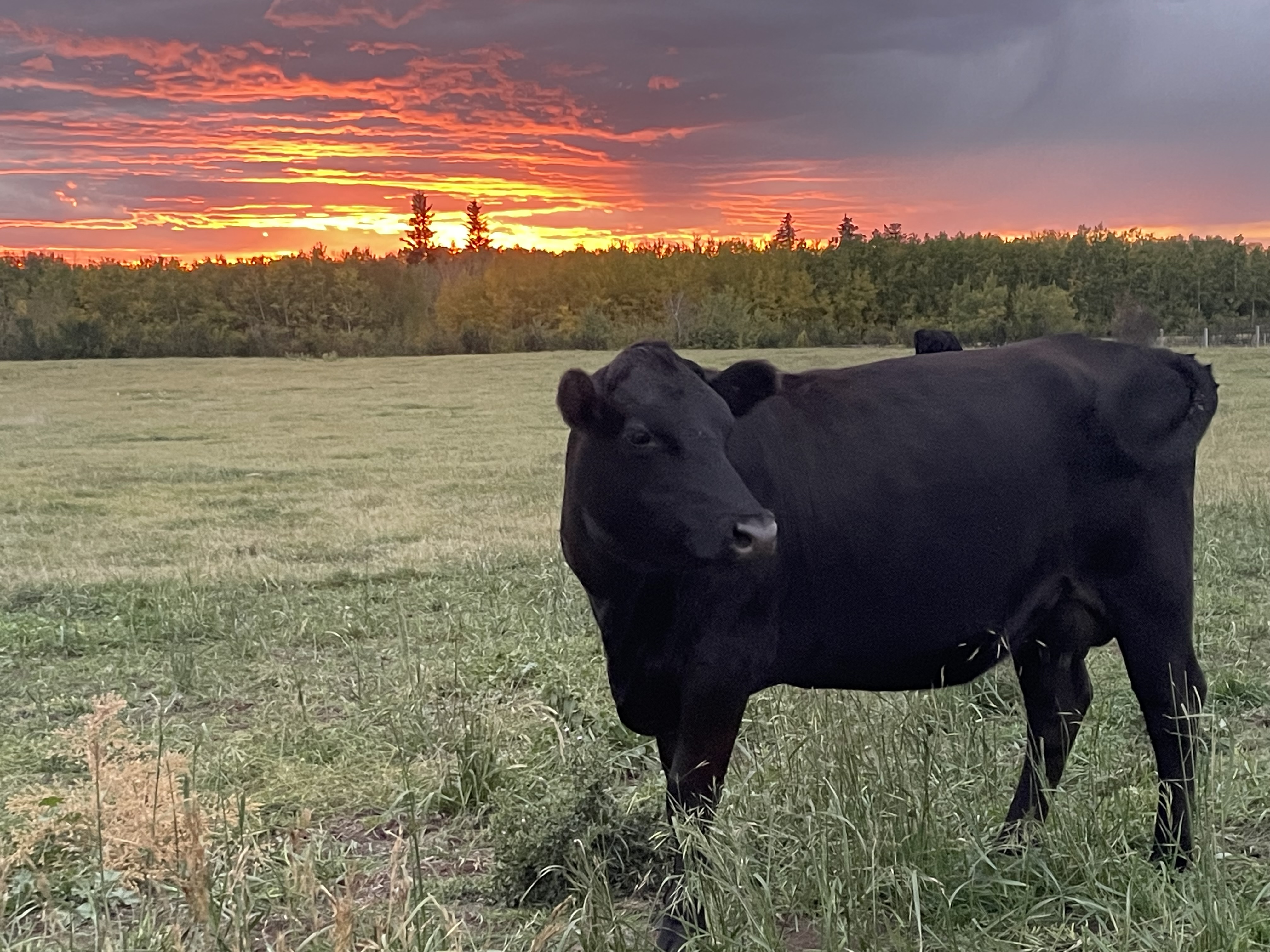 Aspen Grove Fam – Rural Alberta homestead focusing on productive and ...
